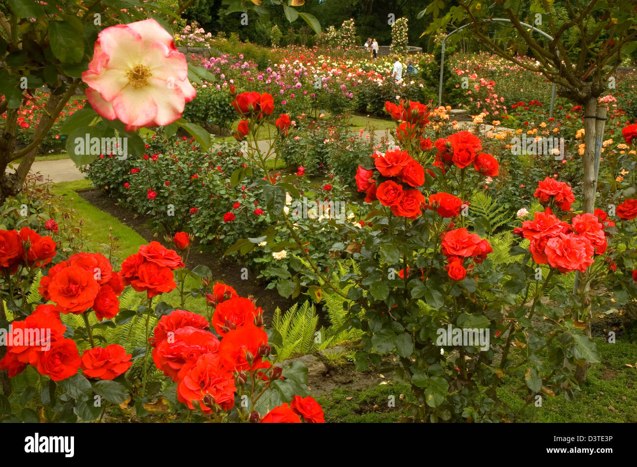 International rose test garden portland hi-res stock photography and ...