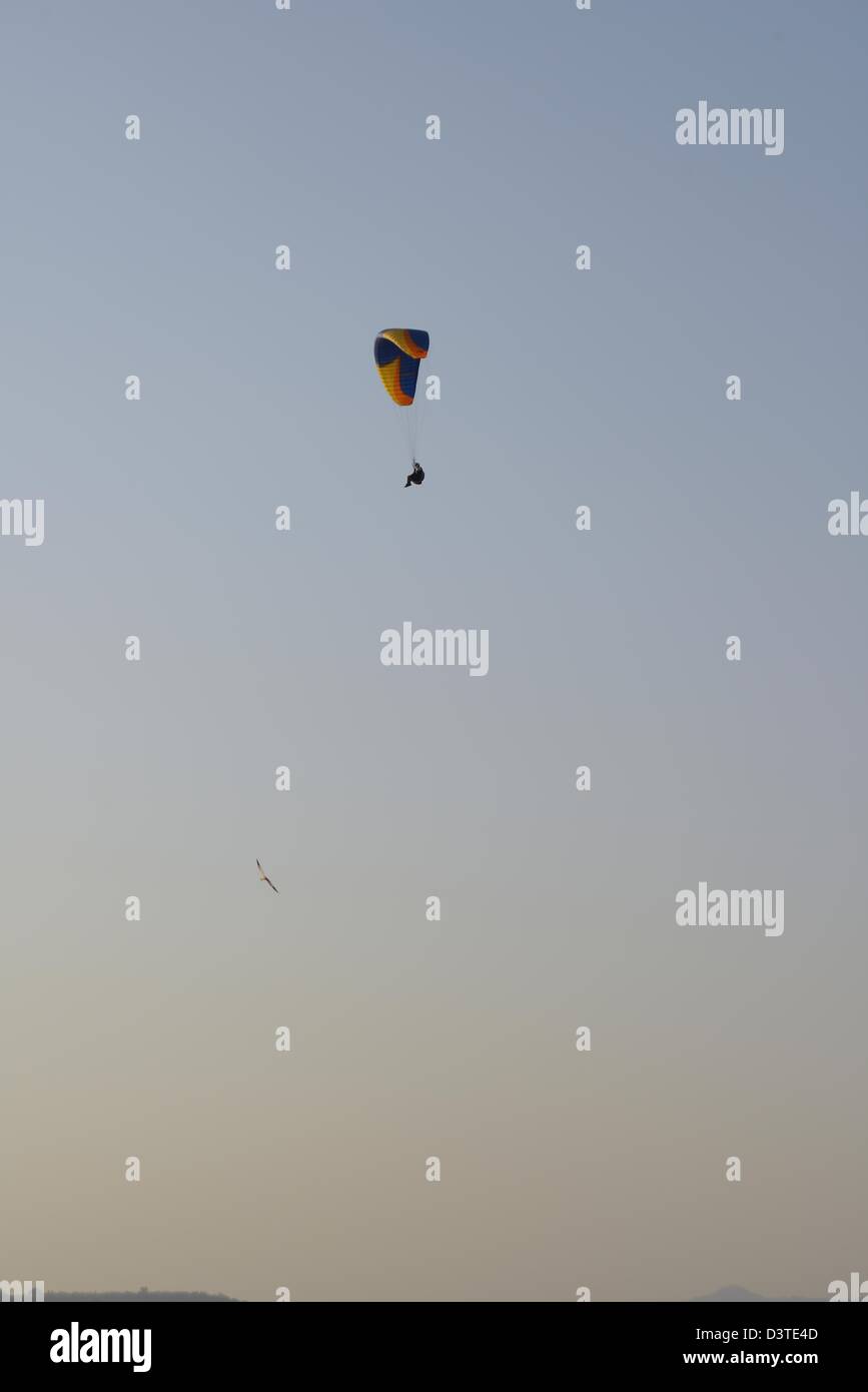 Paraglider with bird Stock Photo - Alamy