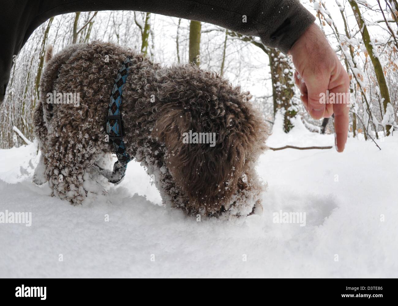 Truffel dog Woopee looks for truffles in the snow in a forest in the ...