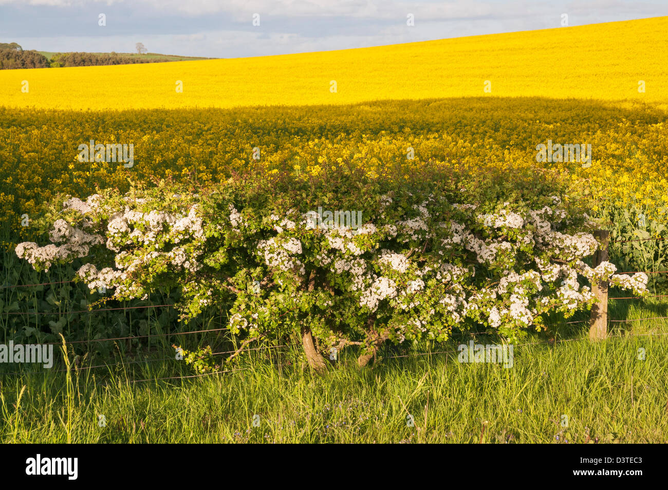 Scotland, Scottish Borders, yellow flowers of rape field near St ...