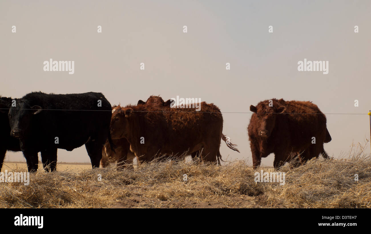 Cattle herd snow storm hi-res stock photography and images - Alamy