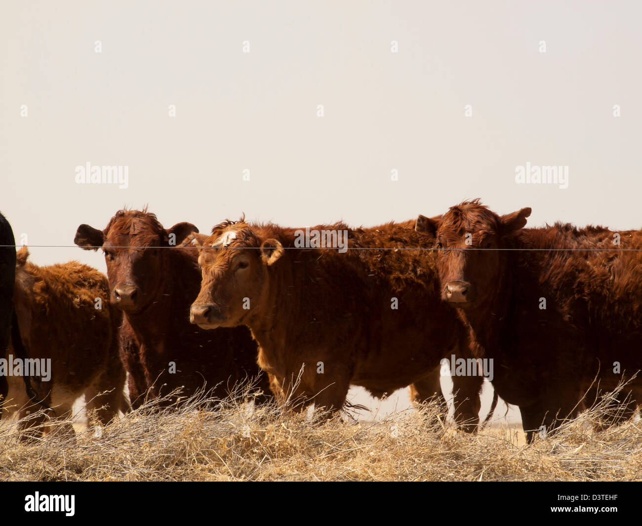 Cattle herd snow storm hi-res stock photography and images - Alamy