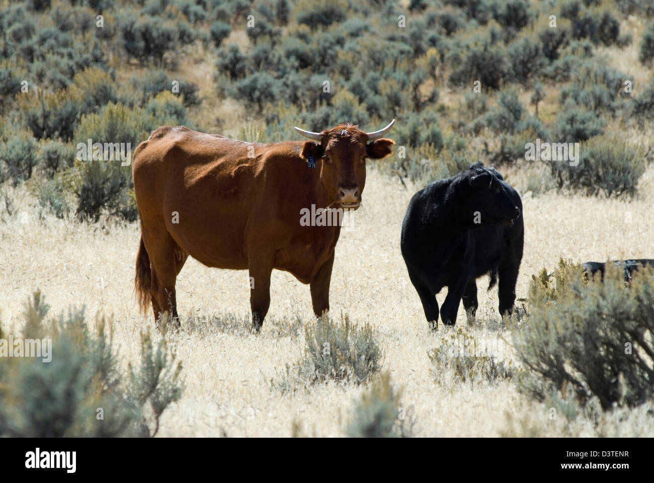 Grazing in southern utah hi-res stock photography and images - Alamy