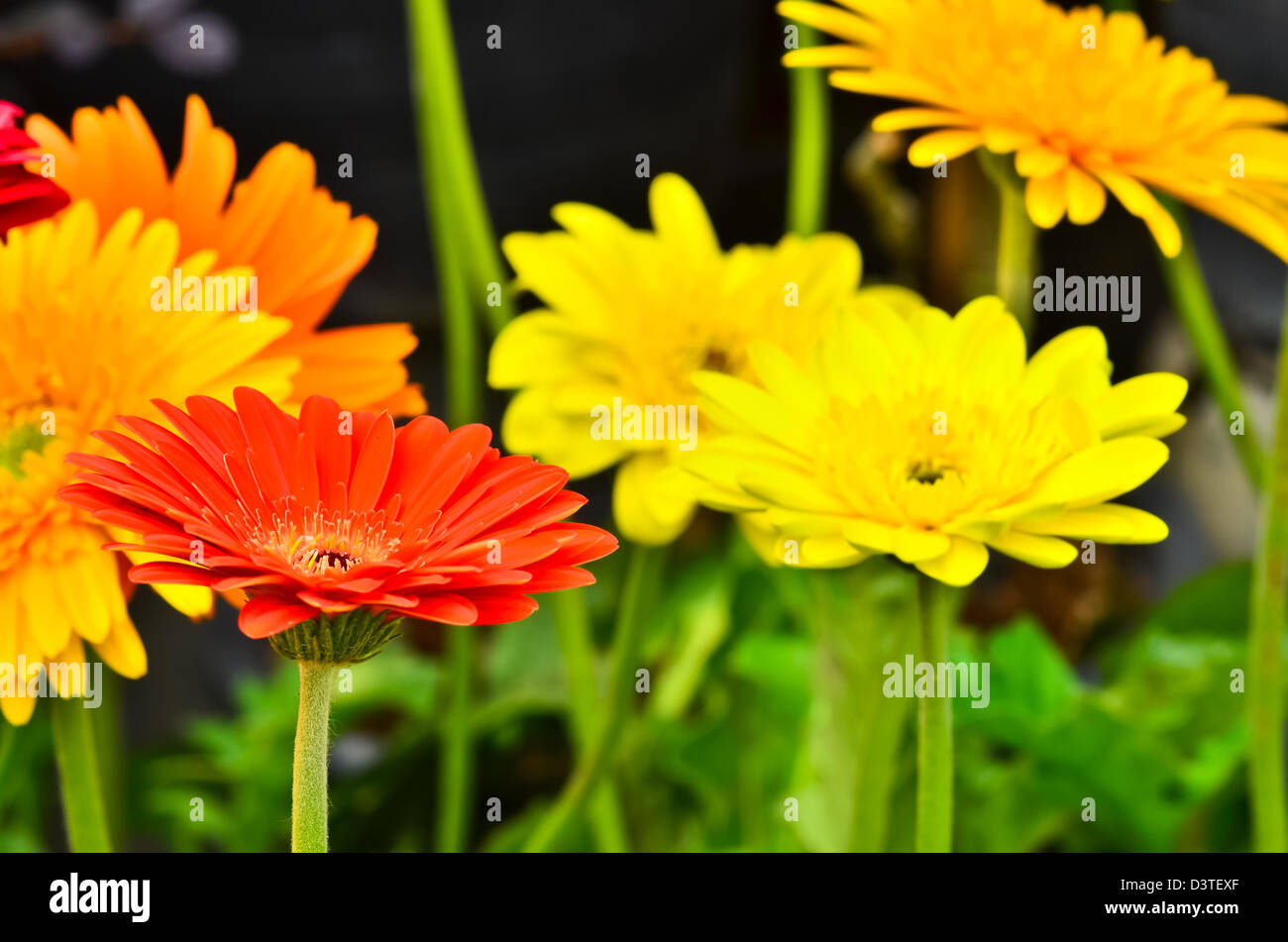 Gerberas in garden Stock Photo - Alamy