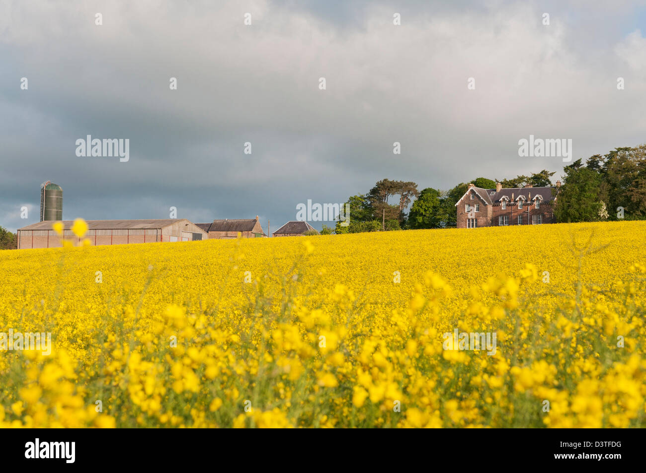 Scotland, Scottish Borders, yellow flowers of rape field near St ...