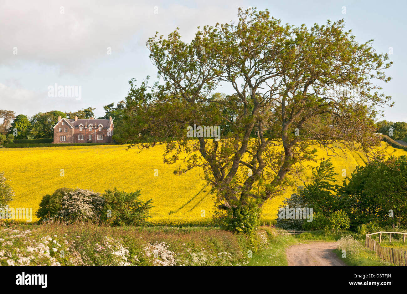 Scotland, Scottish Borders, yellow flowers of rape field near St ...