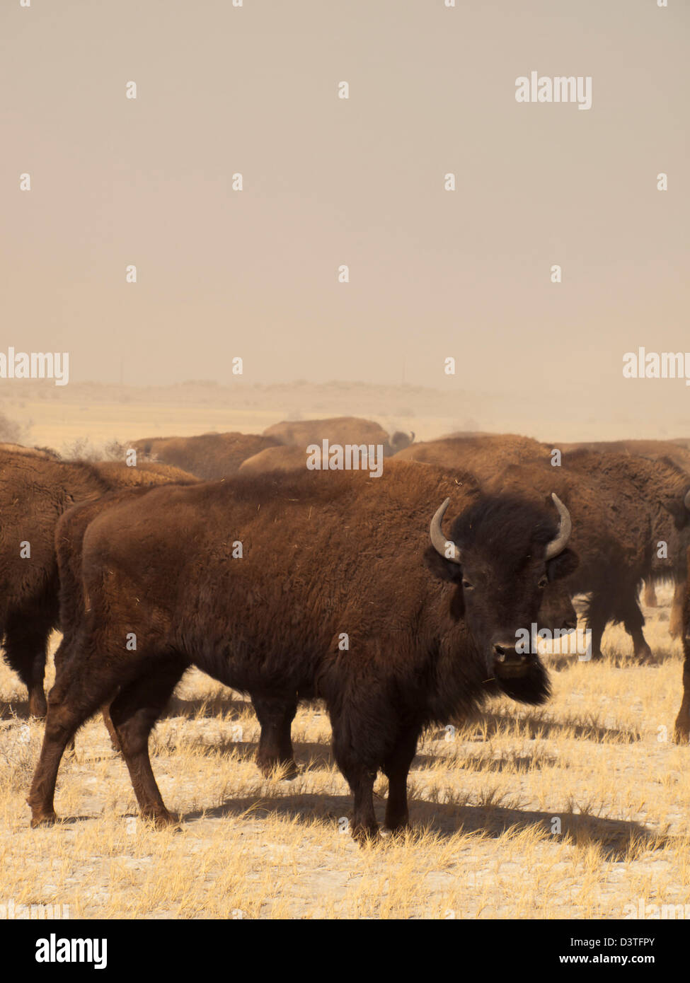 Buffalo herd on Zapata Ranch, Colorado. The high desert grasslands ...