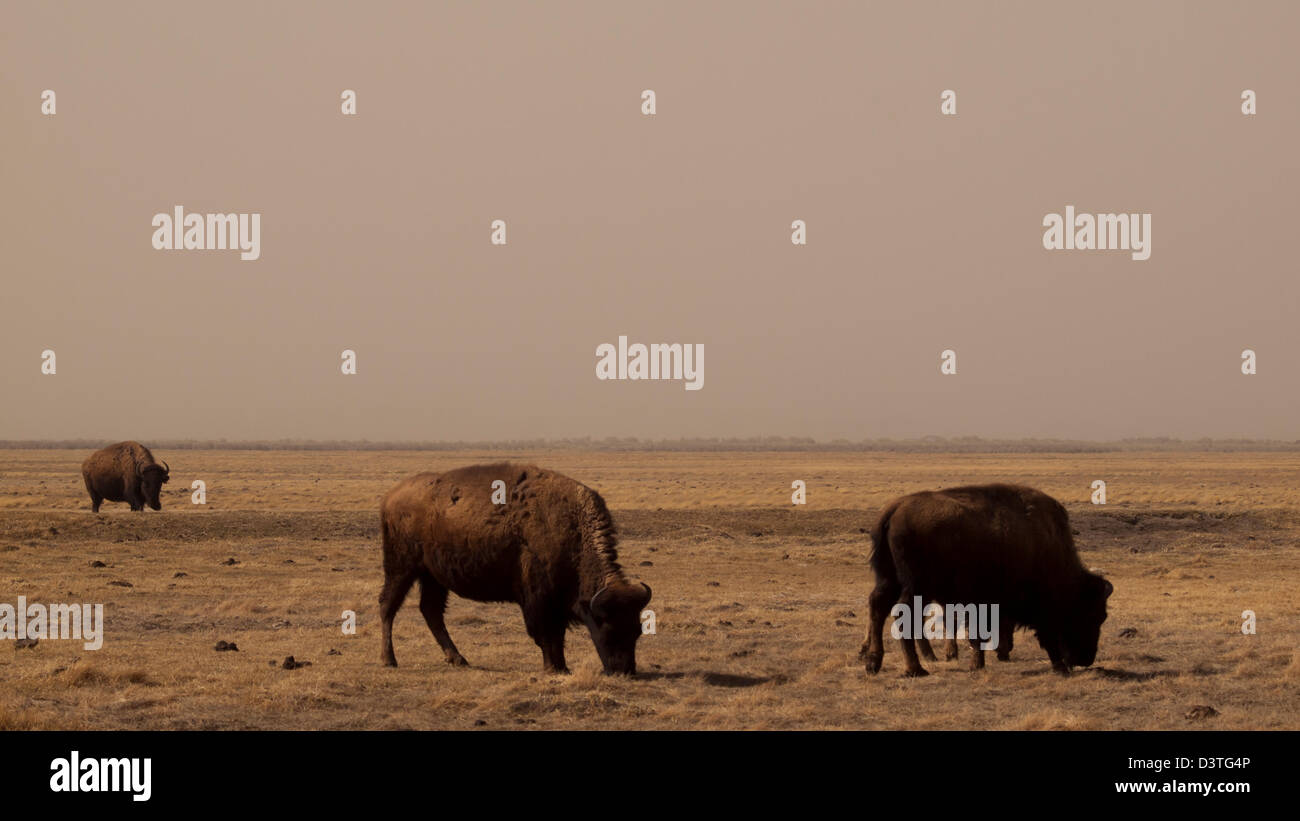 Buffalo herd on Zapata Ranch, Colorado. The high desert grasslands ...