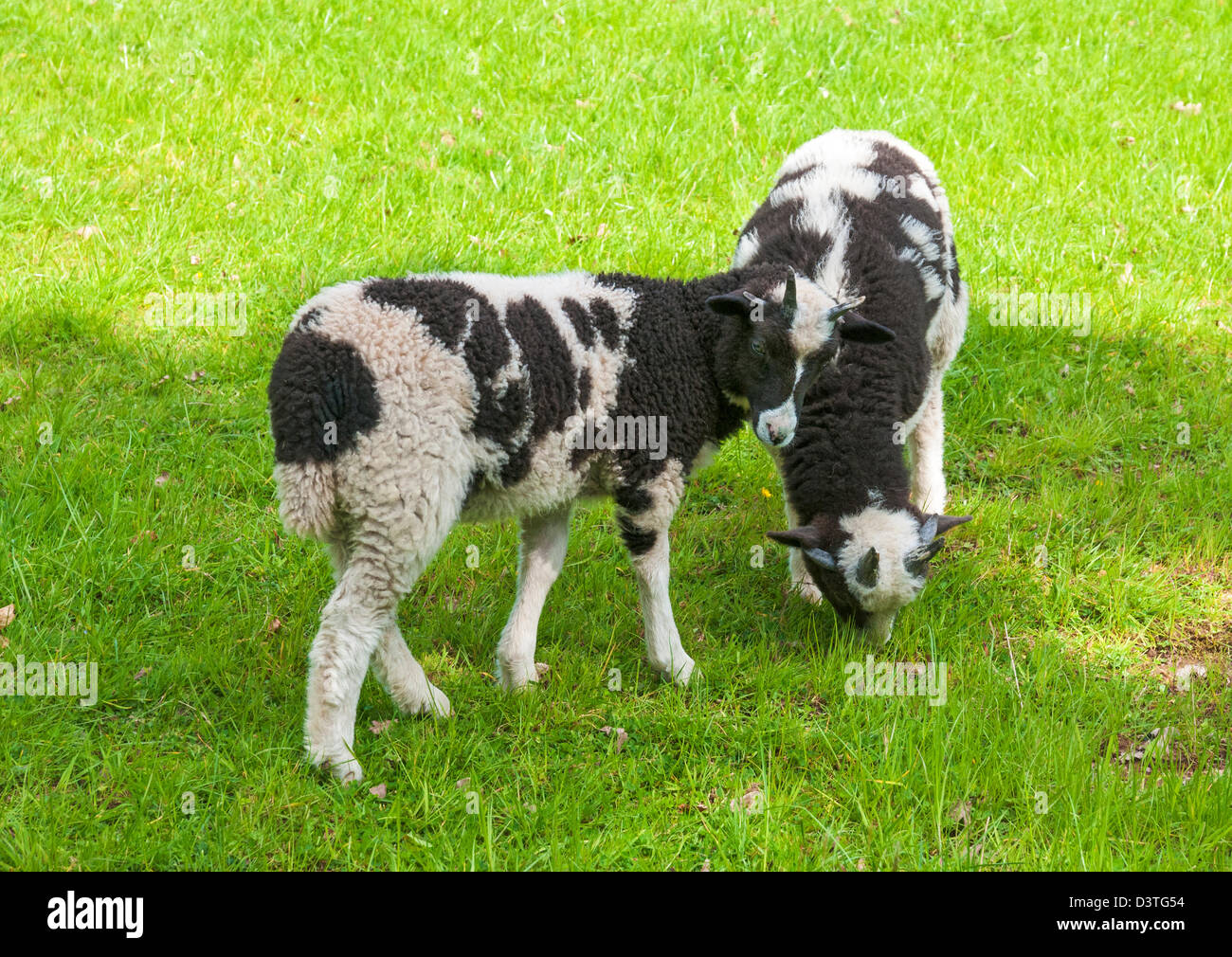 Jacob sheep lamb hi-res stock photography and images - Alamy