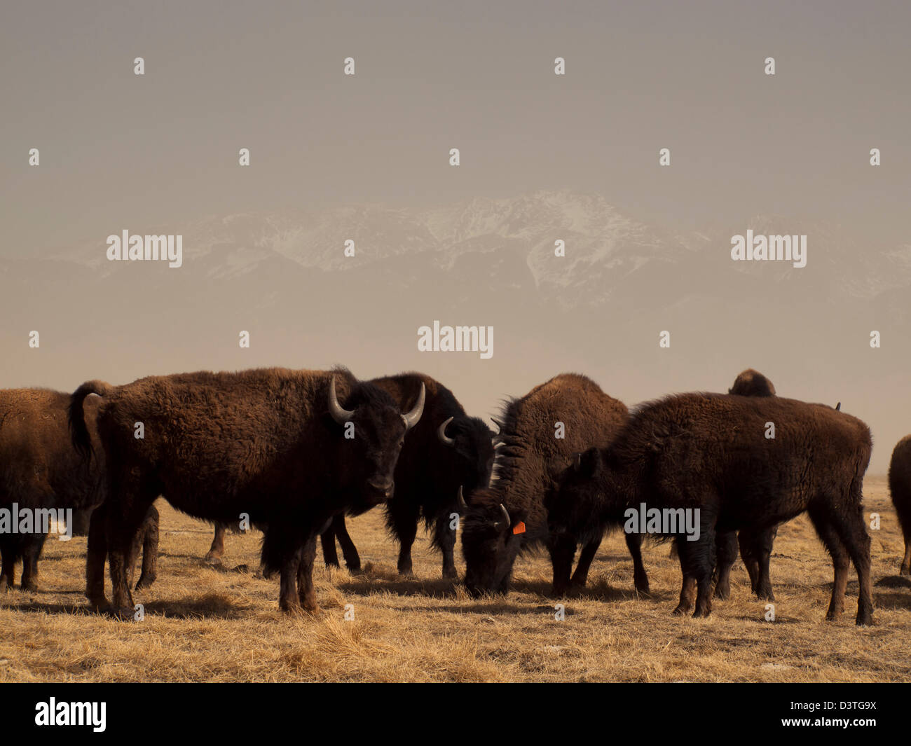 Buffalo herd on Zapata Ranch, Colorado. The high desert grasslands ...