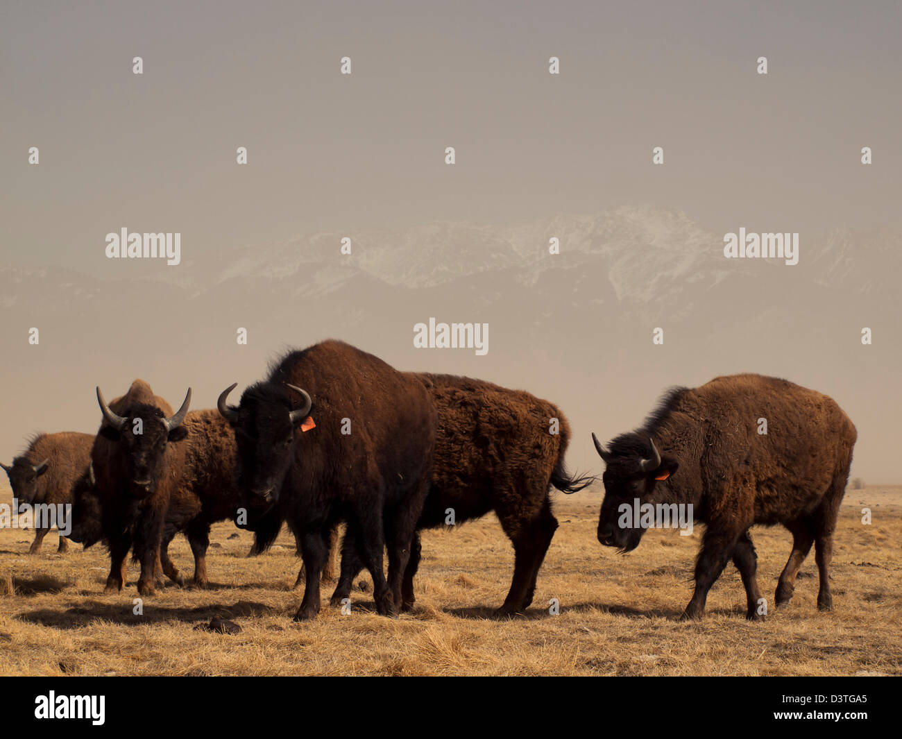 Buffalo herd on Zapata Ranch, Colorado. The high desert grasslands ...