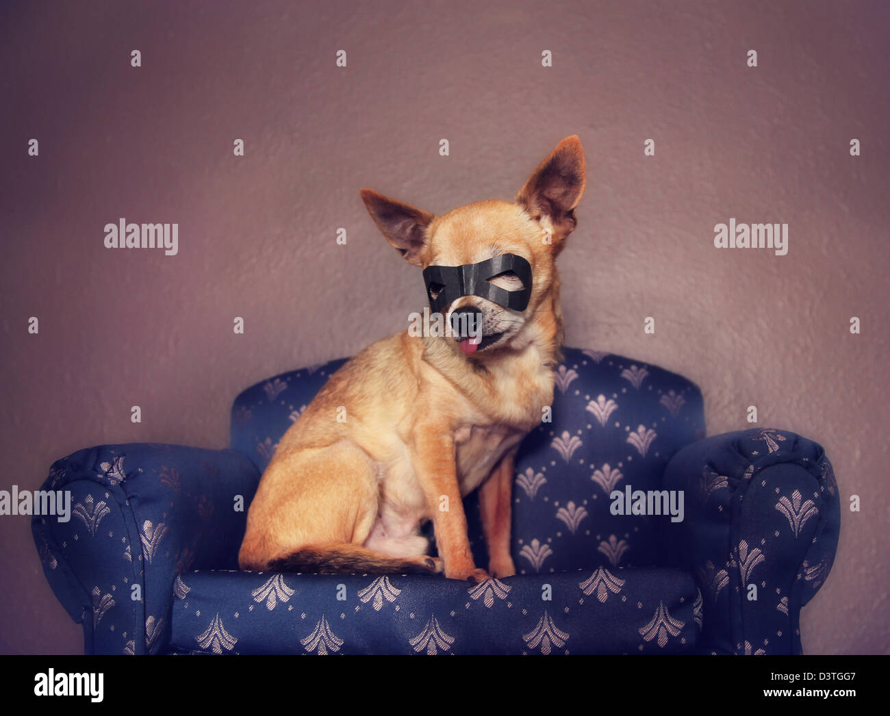 cute chihuahua with a black mask on Stock Photo - Alamy