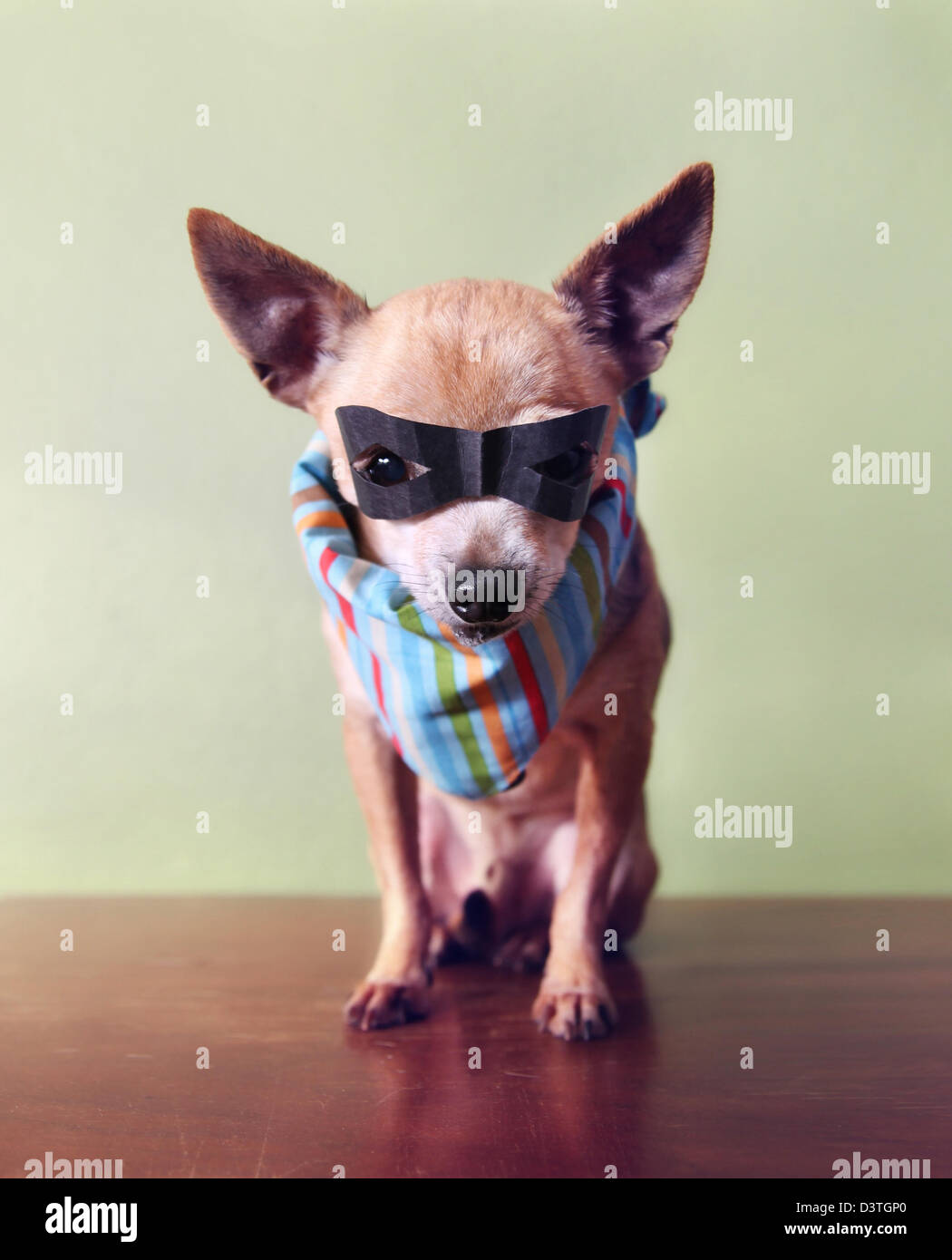 Pup mask hi-res stock photography and images - Alamy