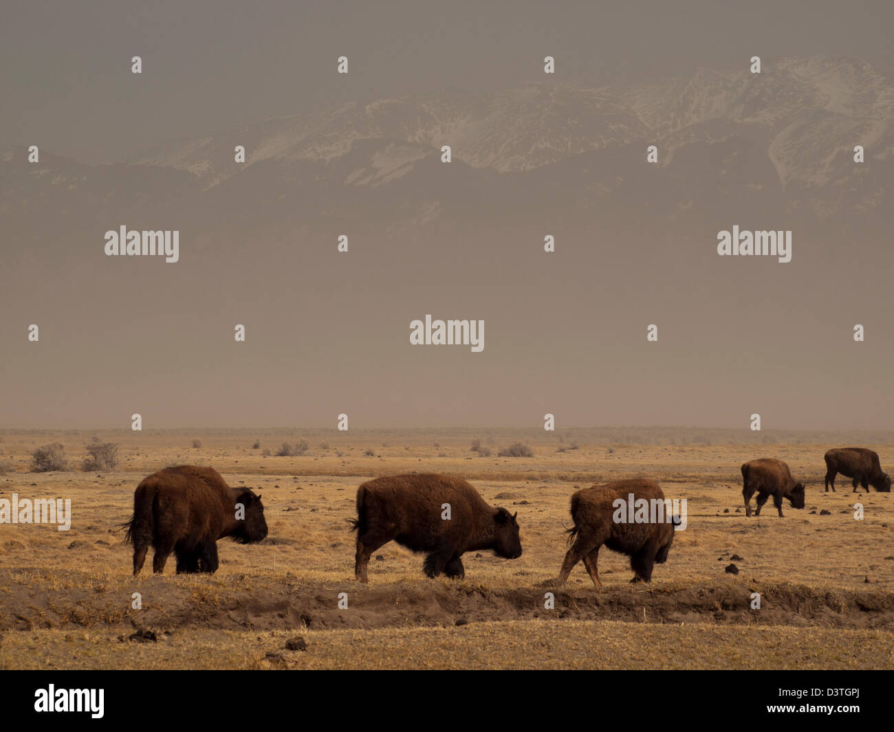 Buffalo herd on Zapata Ranch, Colorado. The high desert grasslands ...