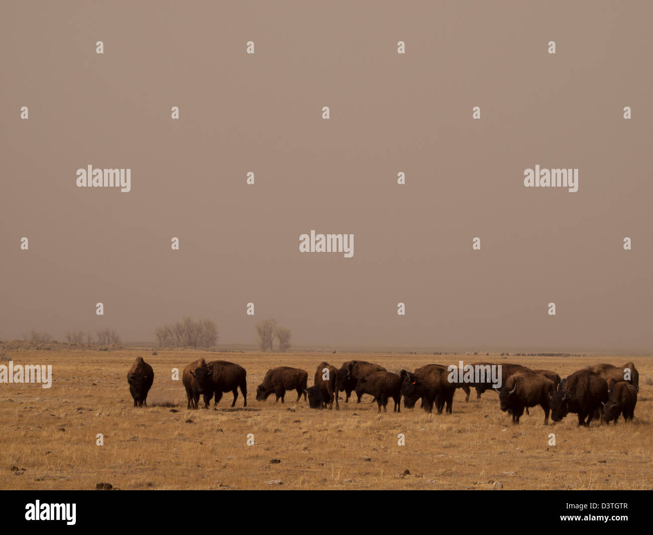Buffalo herd on Zapata Ranch, Colorado. The high desert grasslands ...