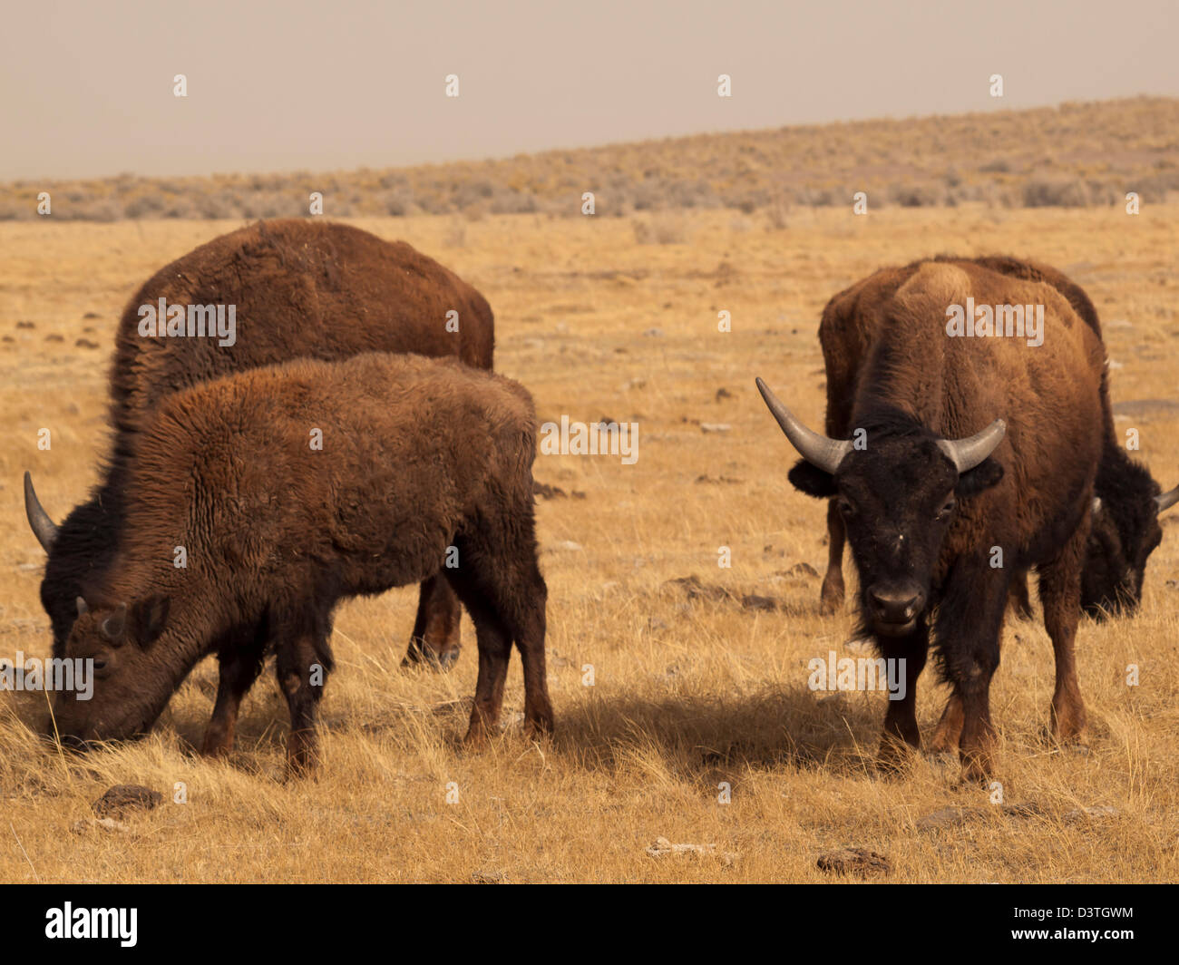 Buffalo herd on Zapata Ranch, Colorado. The high desert grasslands ...
