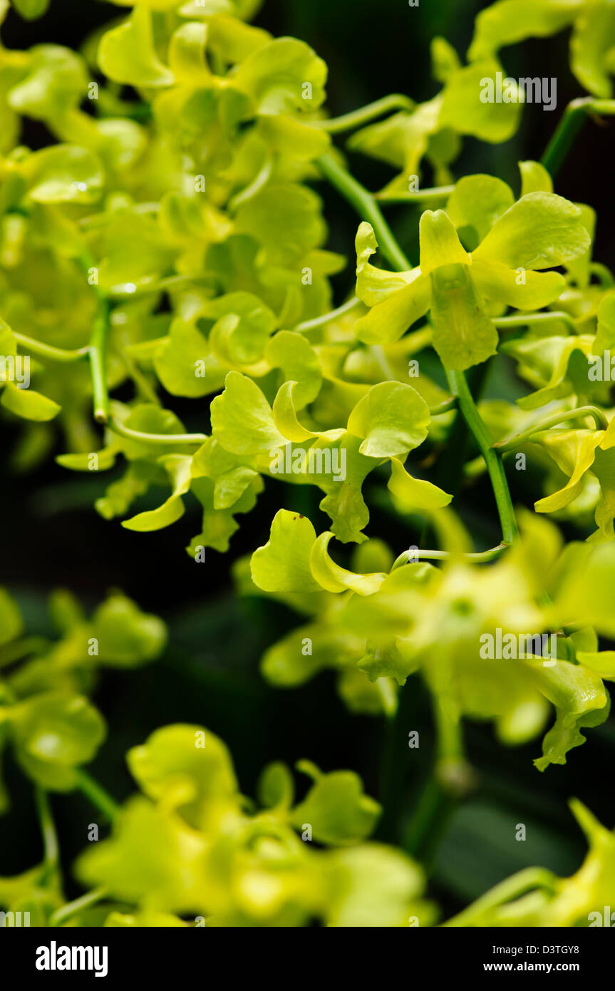 National Orchid Garden,Tan Hoon Siang Mist House,1,000 species and ...