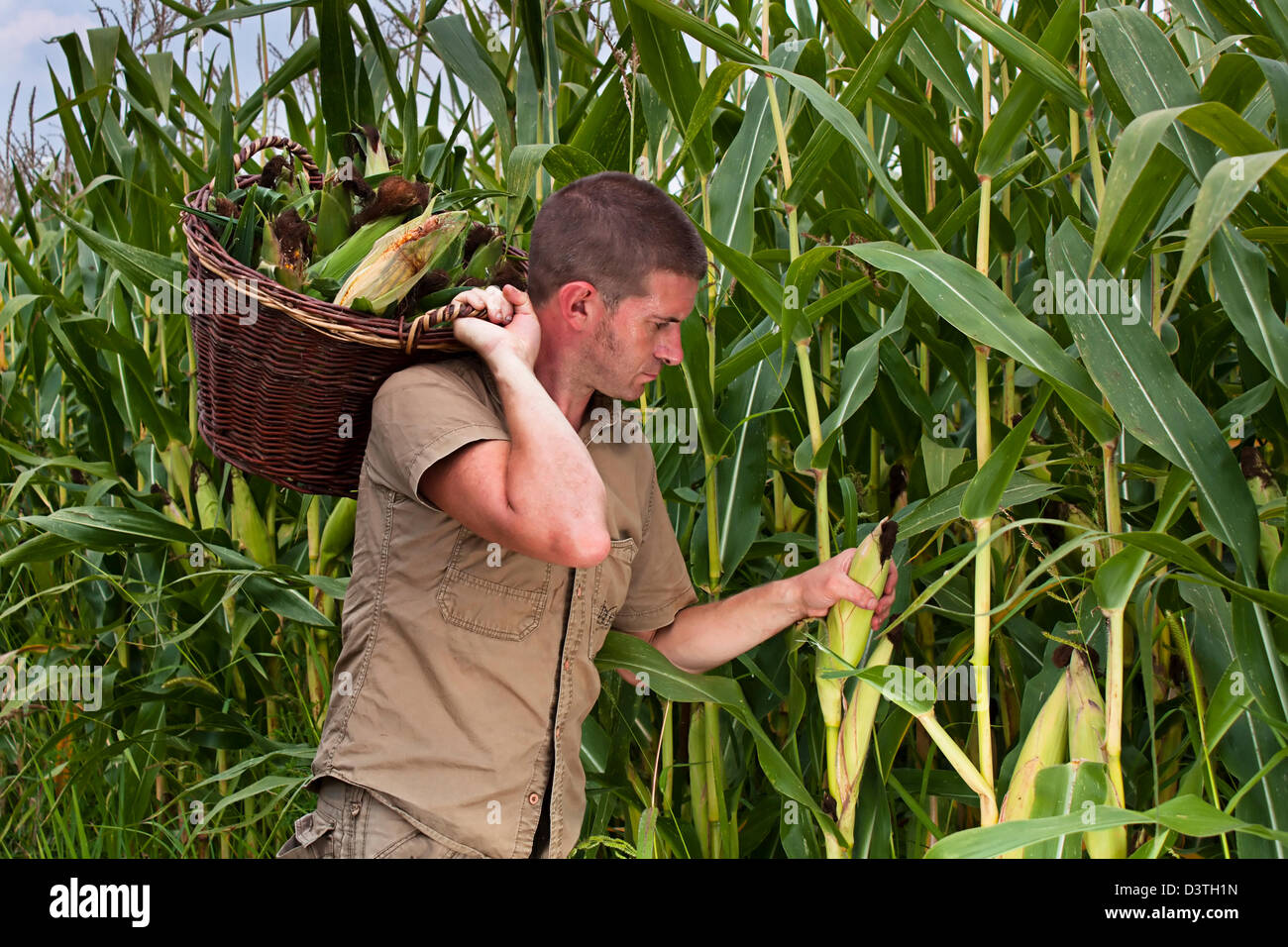 Basket for maize hi-res stock photography and images - Alamy