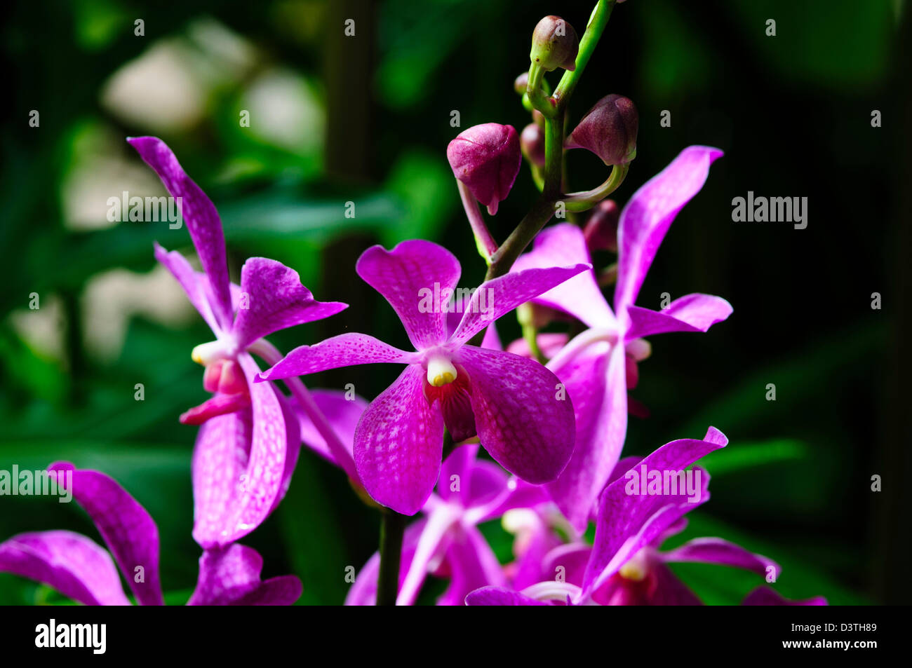 National Orchid Garden,Tan Hoon Siang Mist House,1,000 species and ...