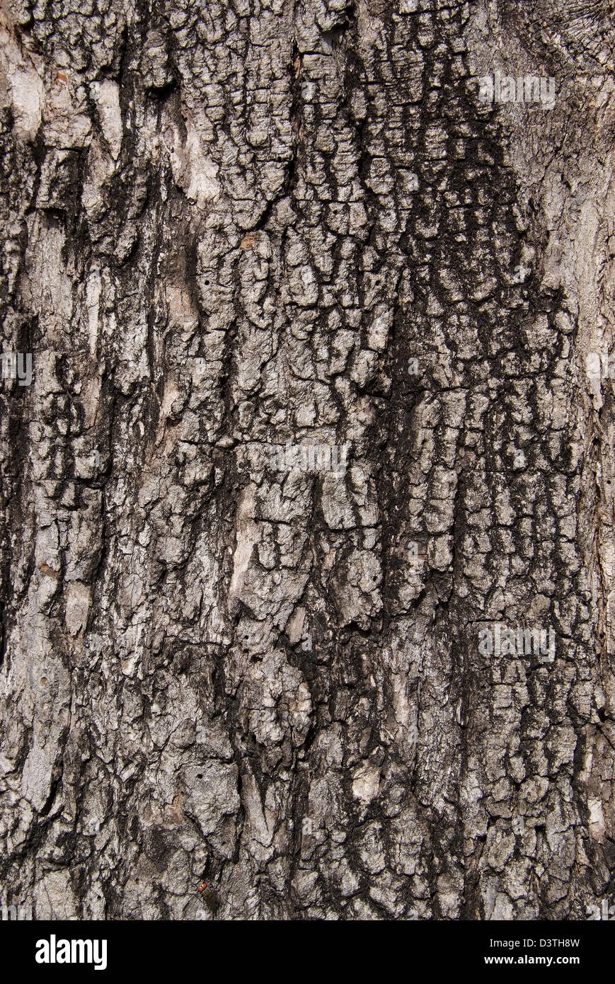Close up texture of fracture on the tree bark Stock Photo - Alamy