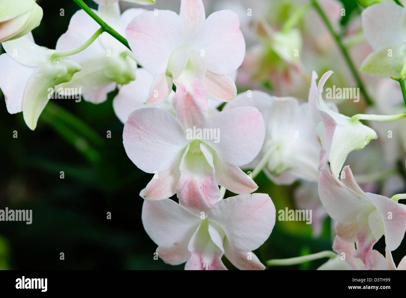 National Orchid Garden,Tan Hoon Siang Mist House,1,000 species and ...