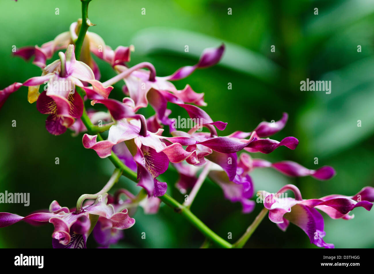 National Orchid Garden,Tan Hoon Siang Mist House,1,000 species and ...