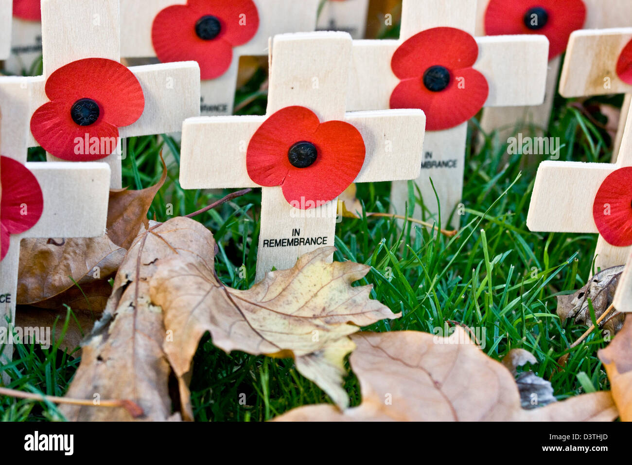 Remembrance armistice poppy memorial day crosses Stock Photo - Alamy