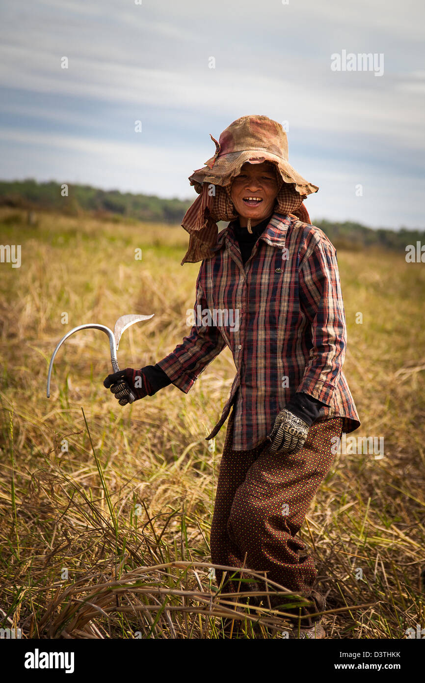 Woman working in rice fields of Cambodia Stock Photo - Alamy