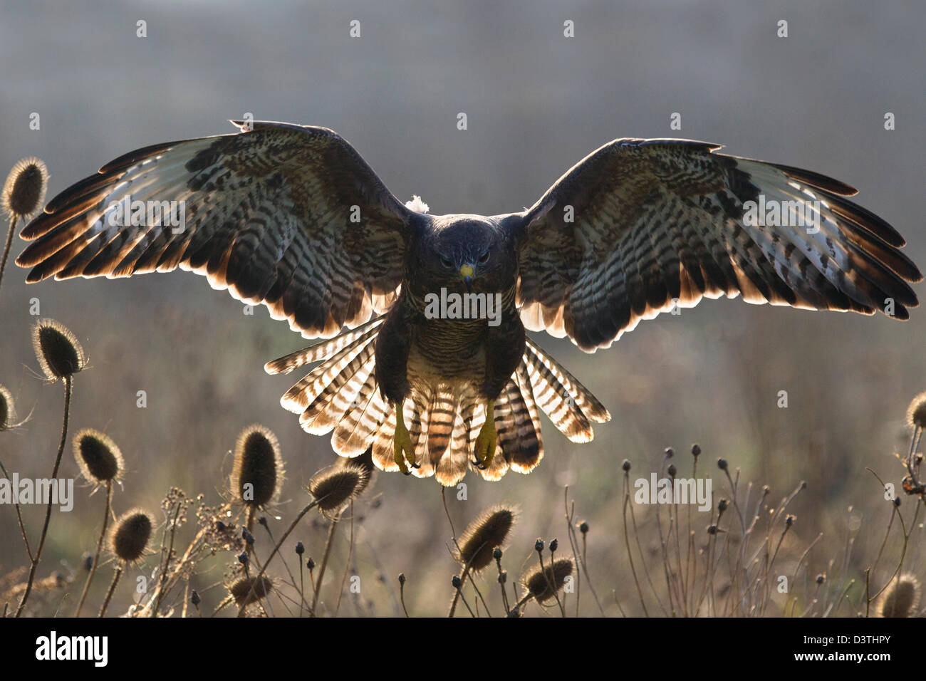 Common Buzzard with wings spread, backlit Stock Photo - Alamy