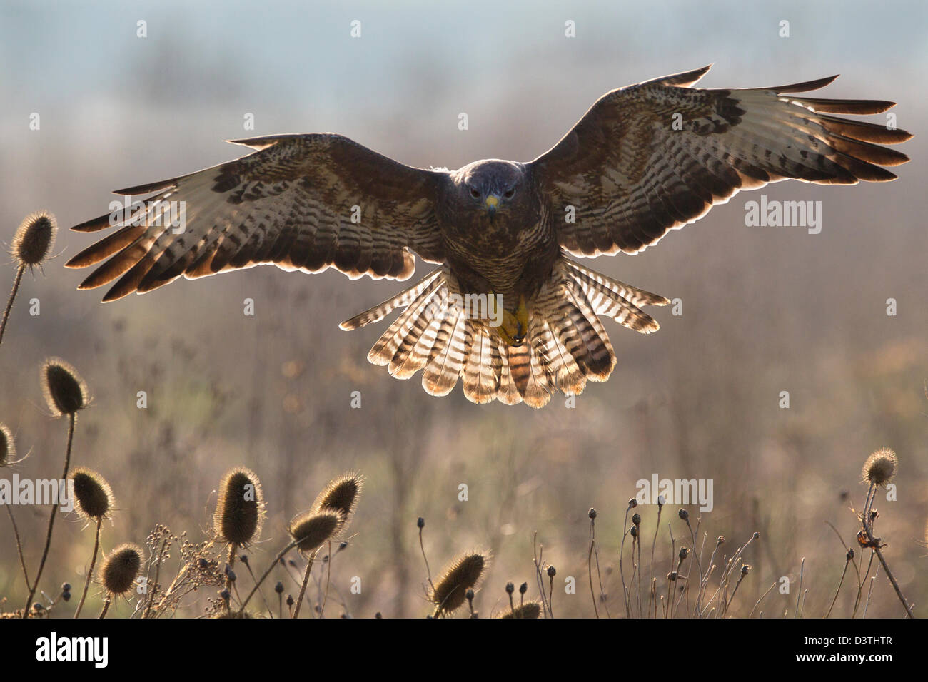 Common Buzzard with wings spread, backlit Stock Photo - Alamy