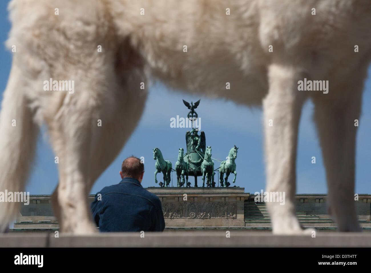 German shepherd golden retriever mixed breed hi-res stock photography ...