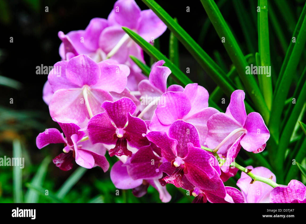 Among other sights botanical gardens hi-res stock photography and ...