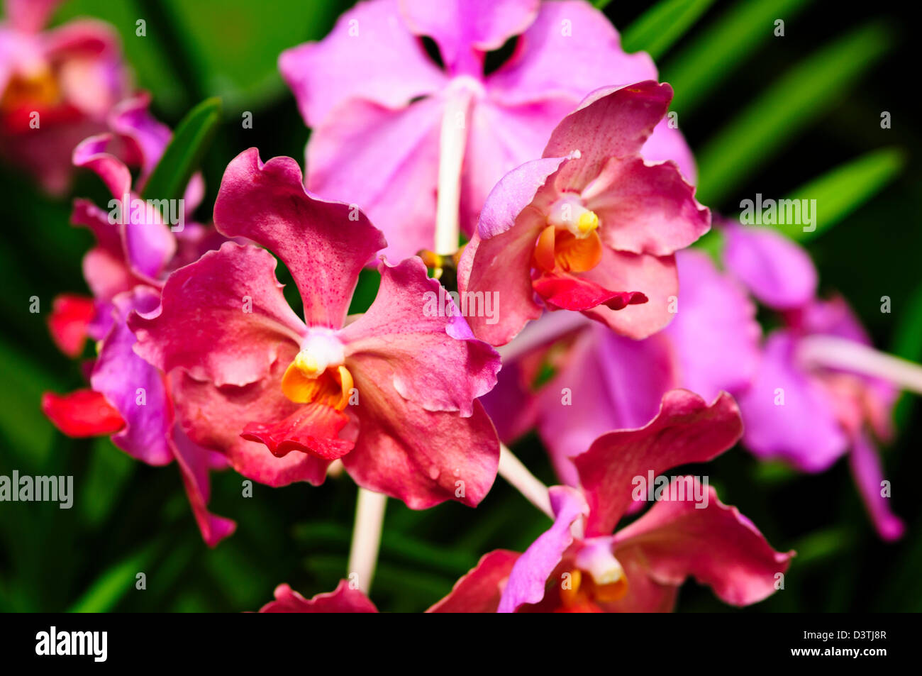 National Orchid Garden,Tan Hoon Siang Mist House,1,000 species and ...