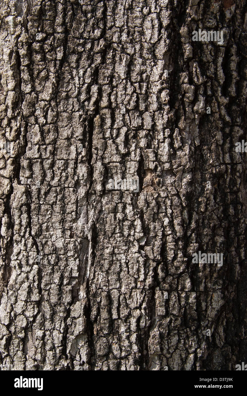 Close up texture of fracture on the tree bark Stock Photo - Alamy