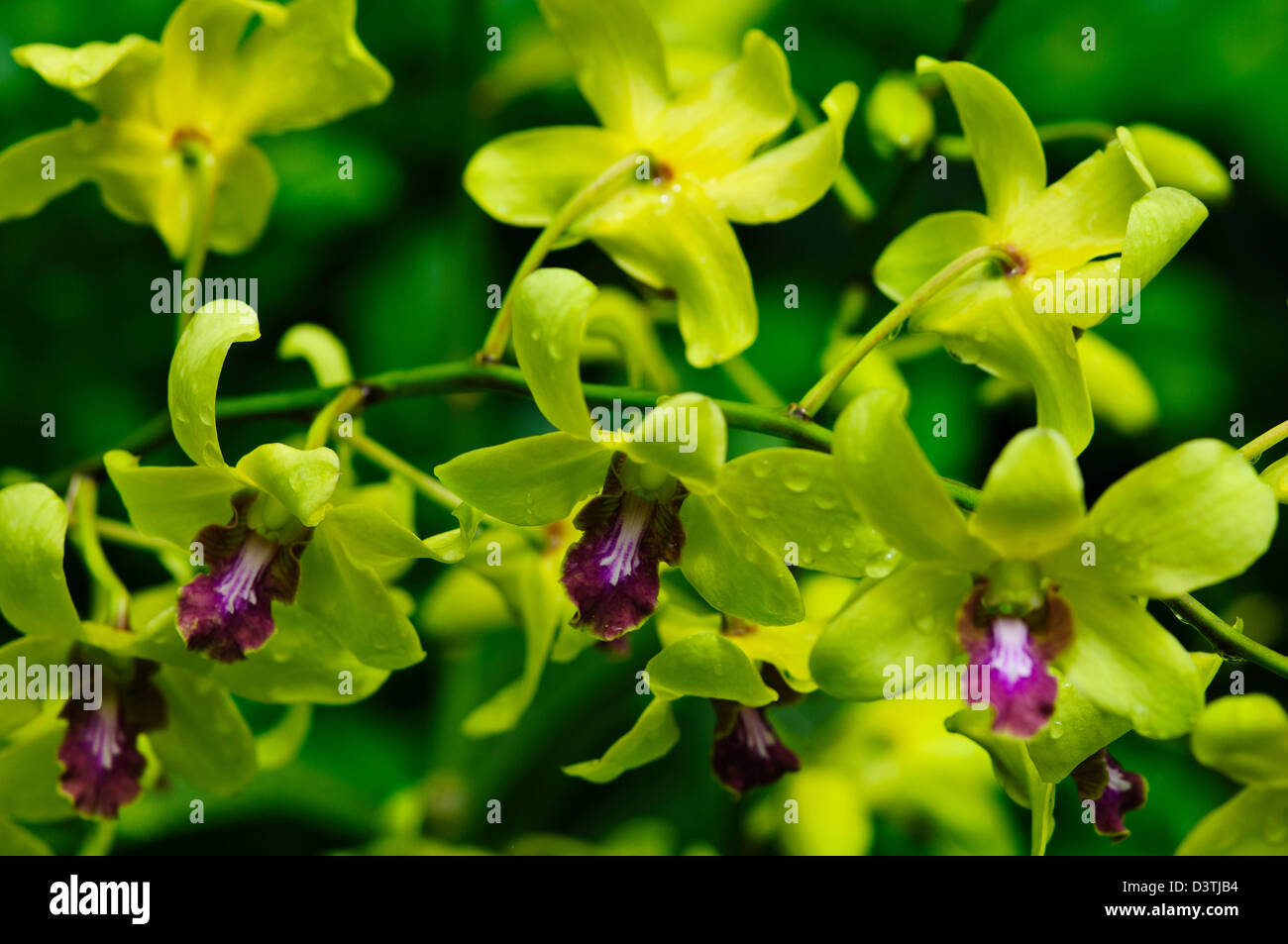 National Orchid Garden,Tan Hoon Siang Mist House,1,000 species and ...