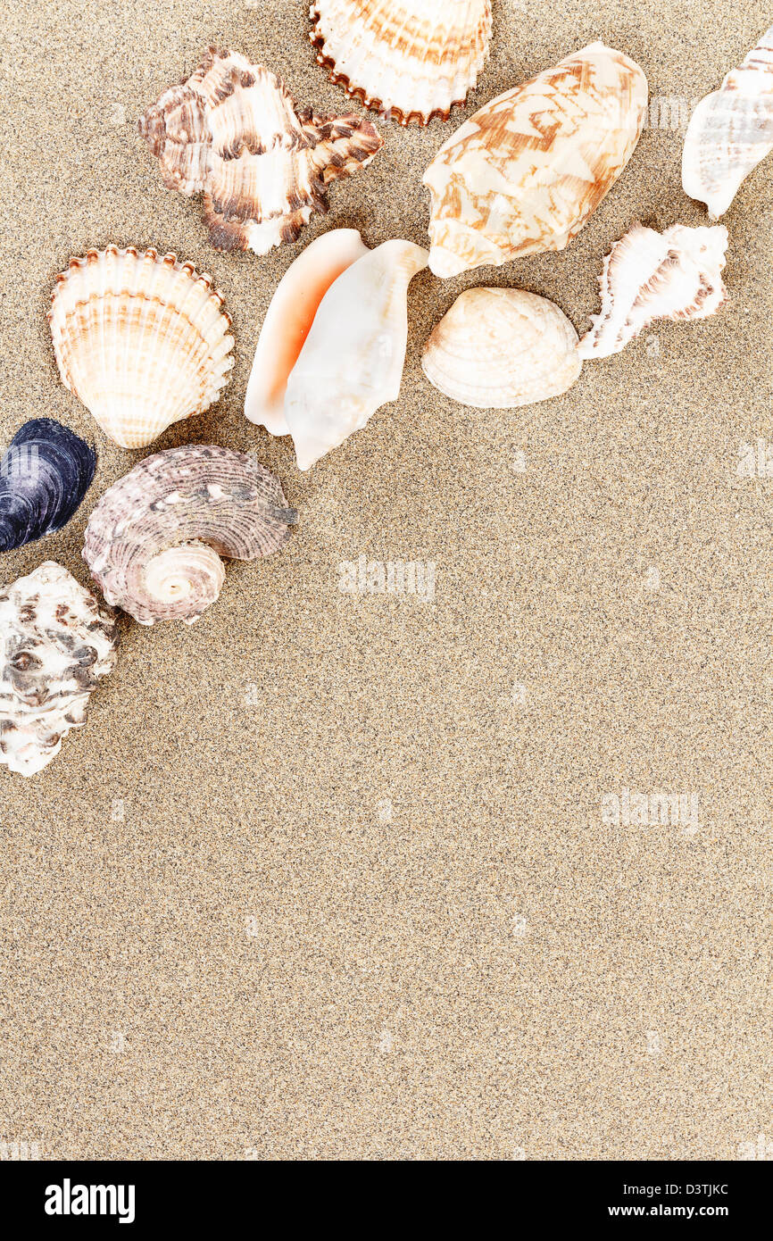 sea shells with sand as background or backdrop Stock Photo - Alamy