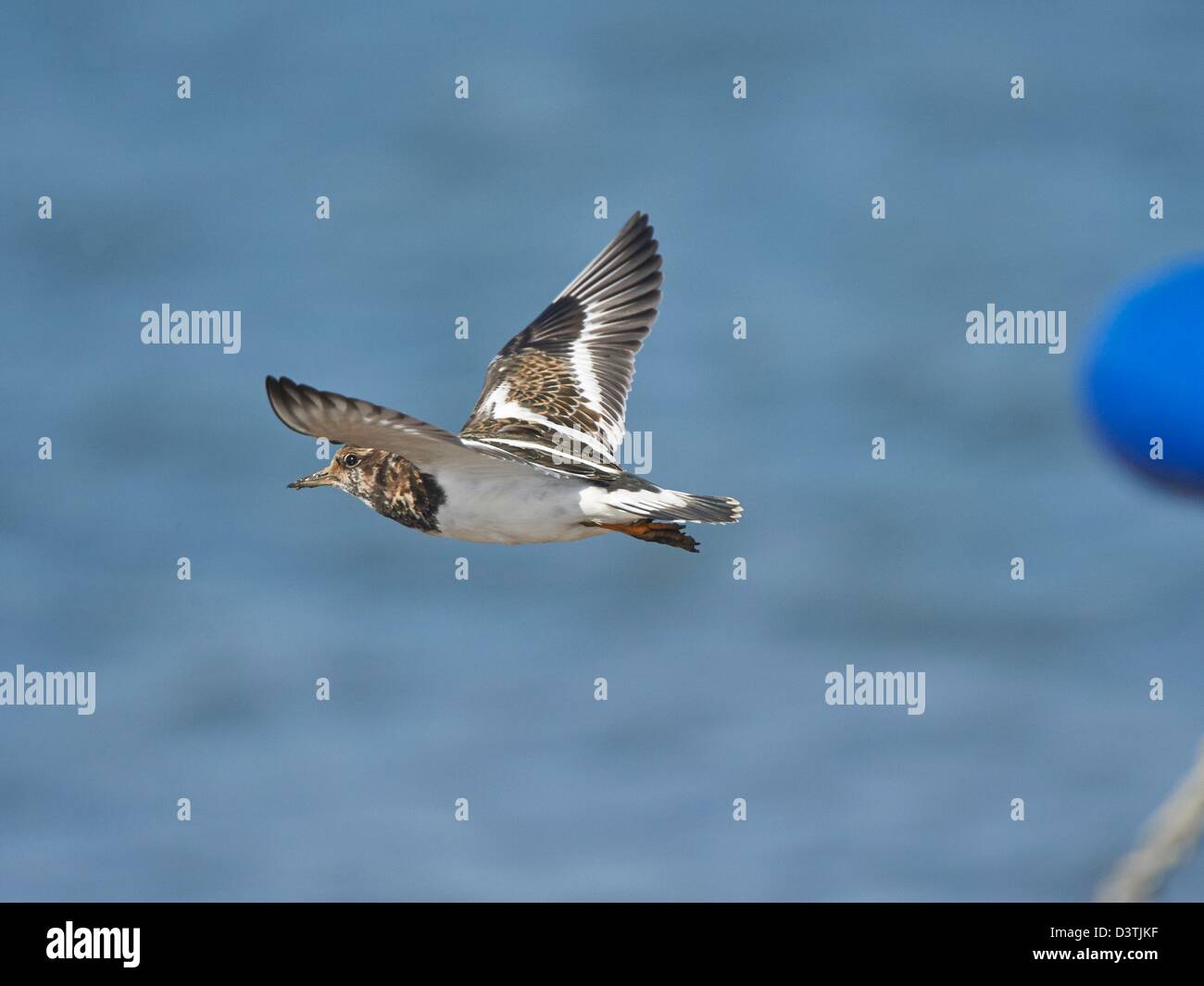 Turnstone in flight Stock Photo - Alamy