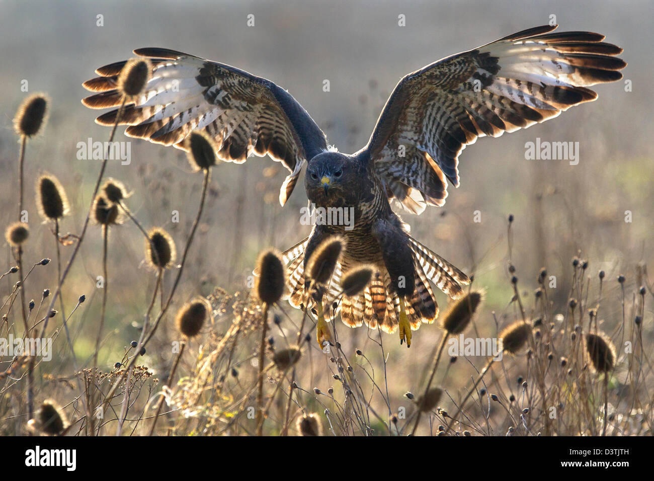 Common Buzzard with wings spread, backlit Stock Photo - Alamy
