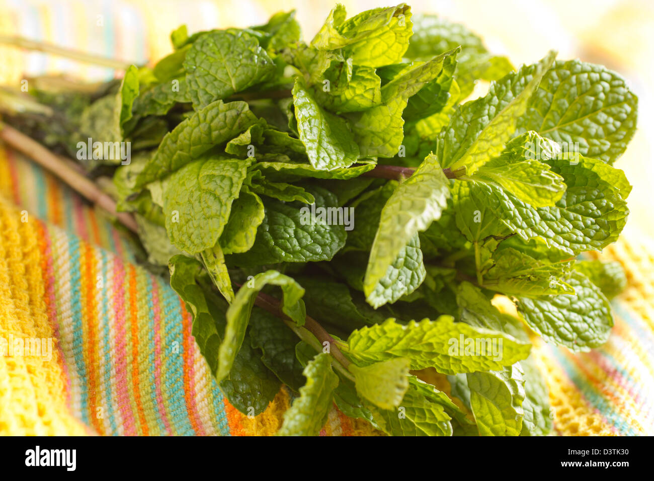 a bunch of fresh mint leaves Stock Photo - Alamy