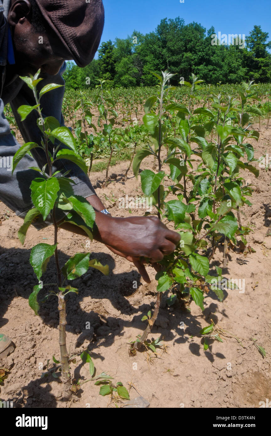migrant worker pruning tall spindle apple tree root stock Stock Photo ...