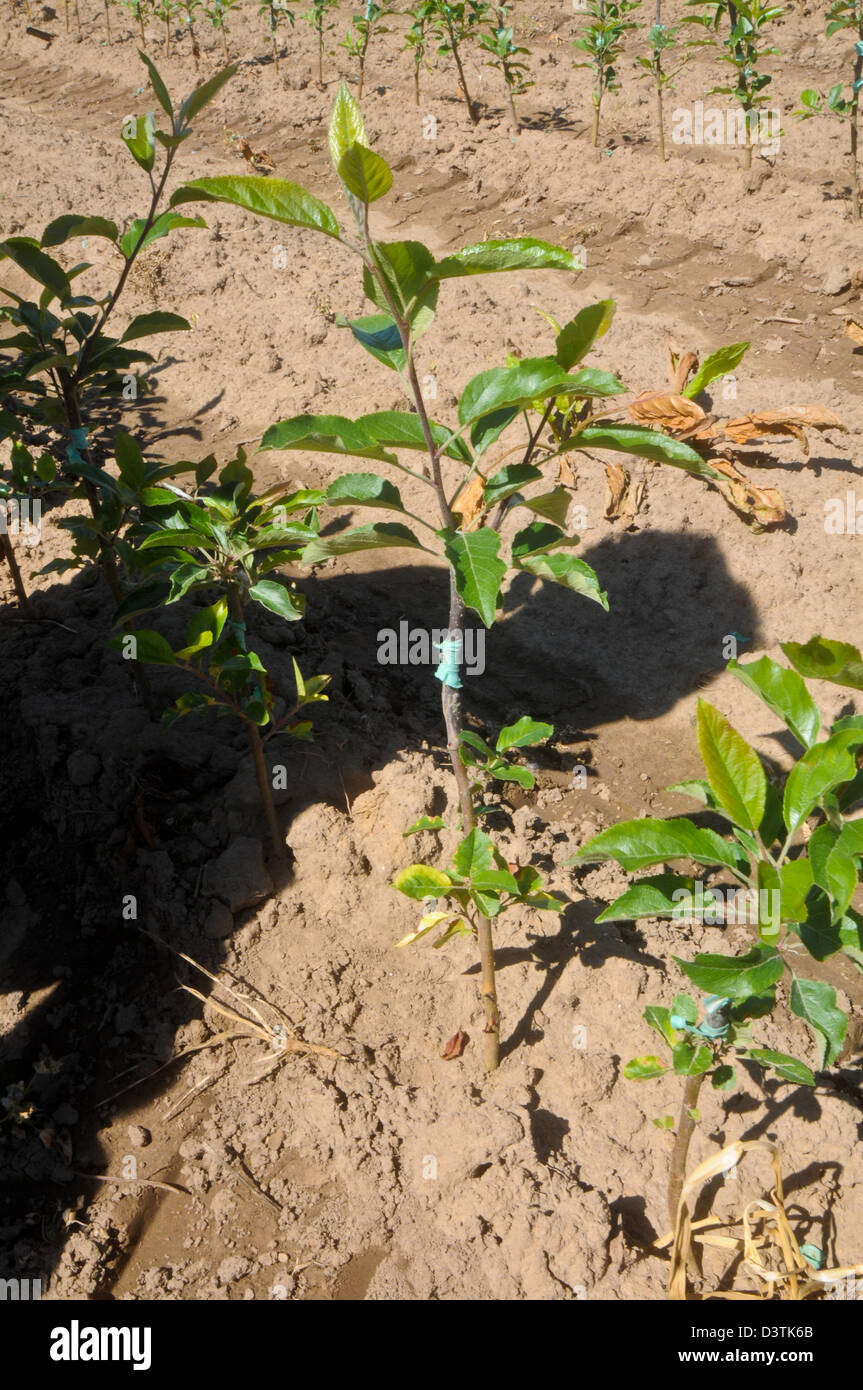 Apple tree root hi-res stock photography and images - Alamy