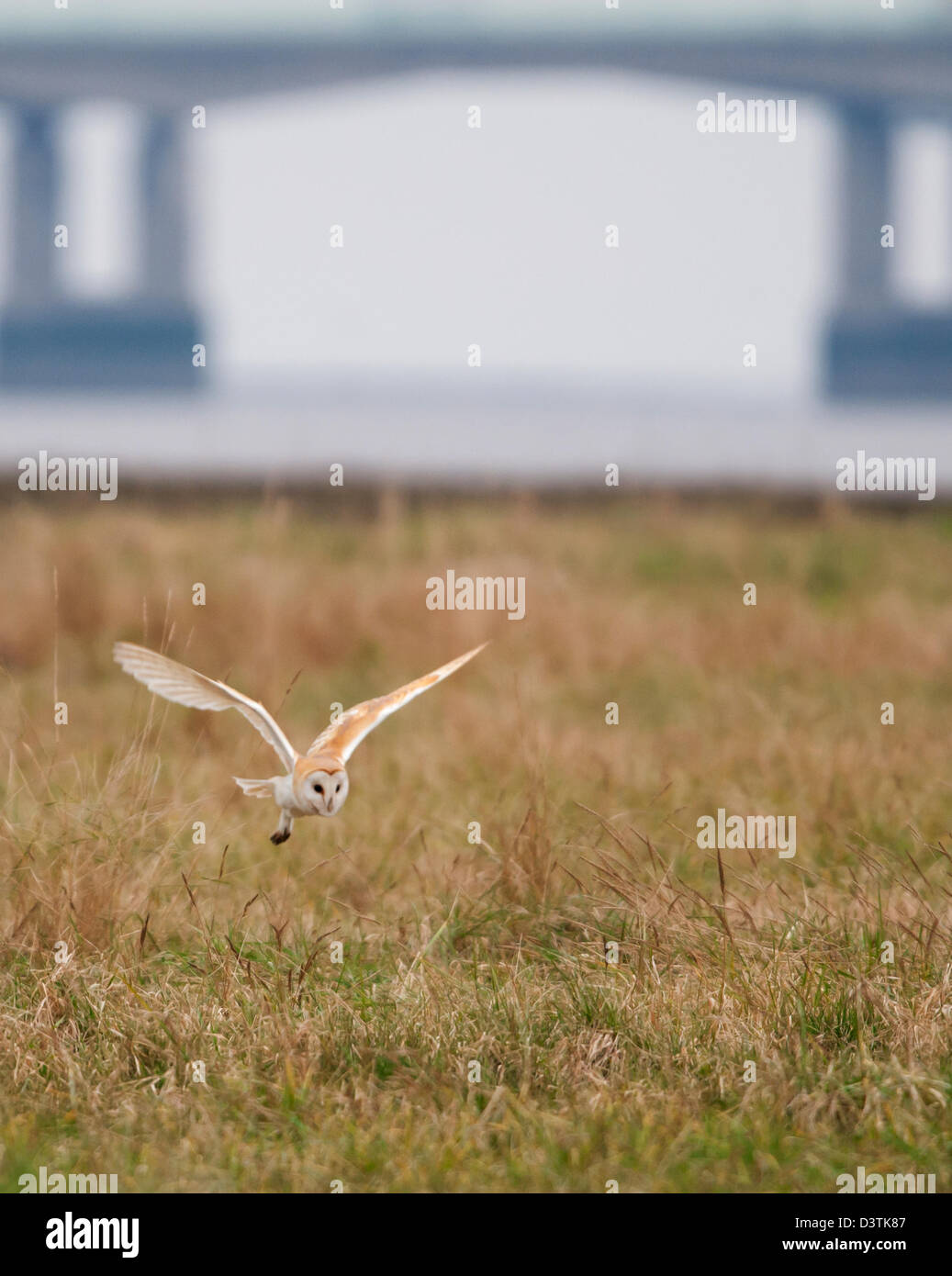 Wild Barn Owl Tyto Alba hunting in daylight over salt marsh with the ...