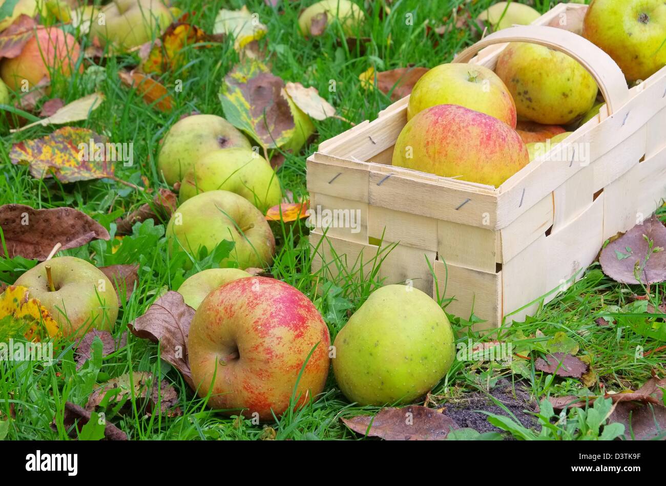 Boskoop Apples High Resolution Stock Photography and Images - Alamy