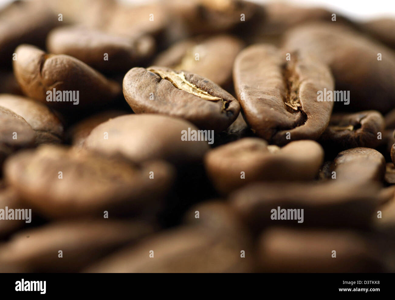 Maragogype High Resolution Stock Photography and Images - Alamy