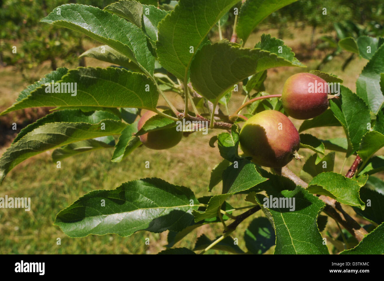 Tall spindle apple tree apples Stock Photo - Alamy