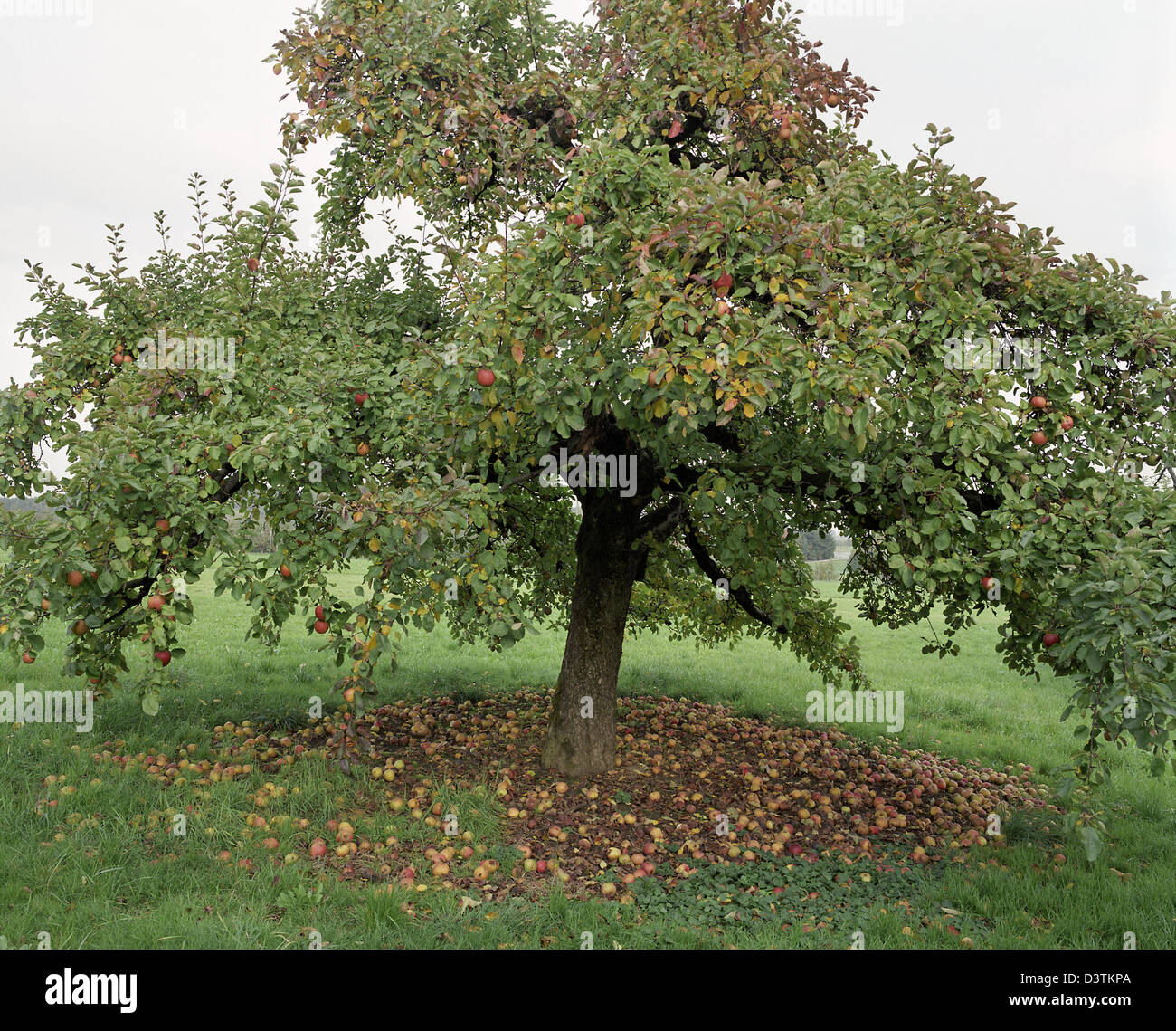 The photo shows an apple tree with ripe fruits and windfall on the ...