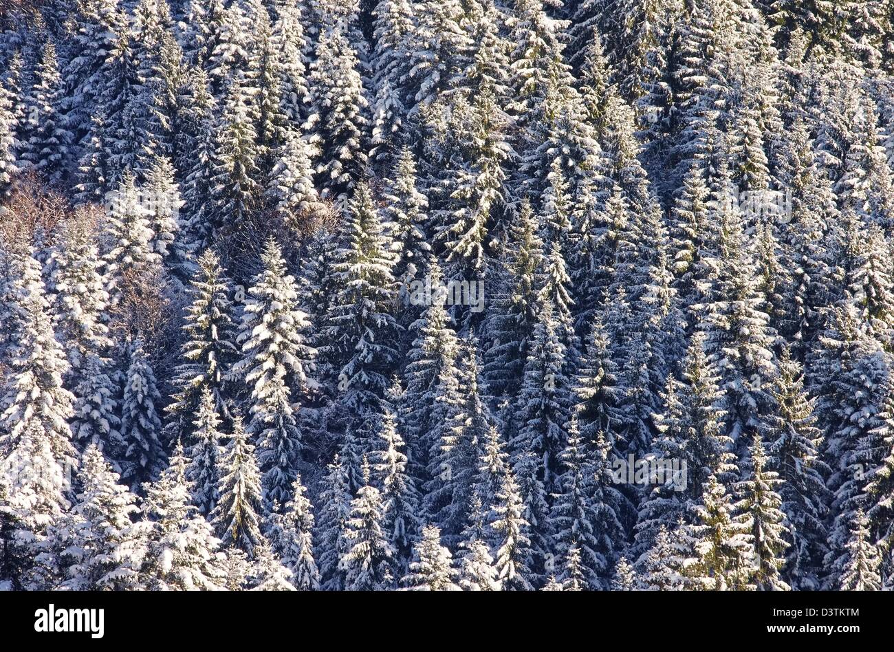 Fichtenwald im Winter - spruce forest in winter 01 Stock Photo - Alamy