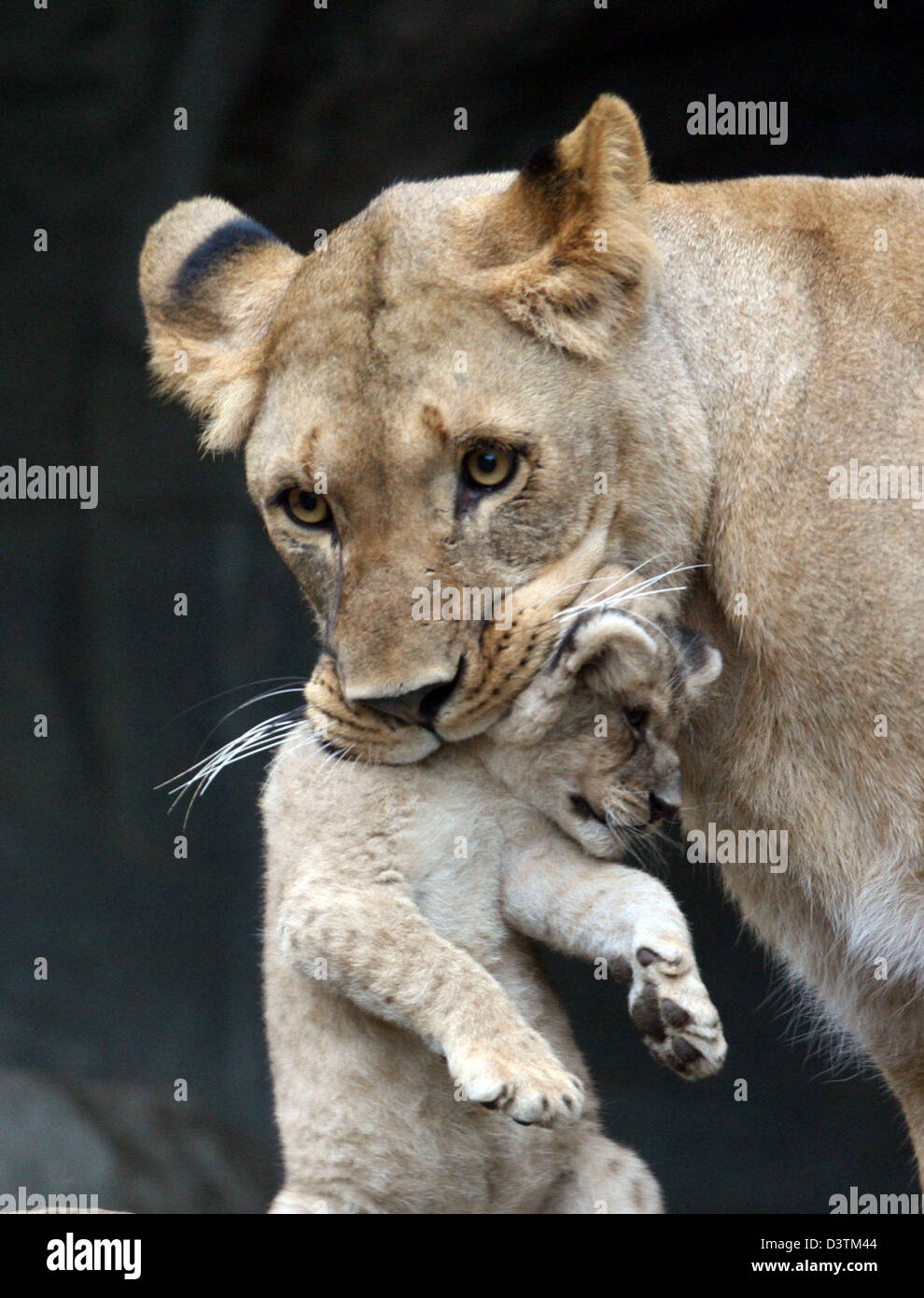 The two-months-old lion baby is carefully carried by its mother in ...