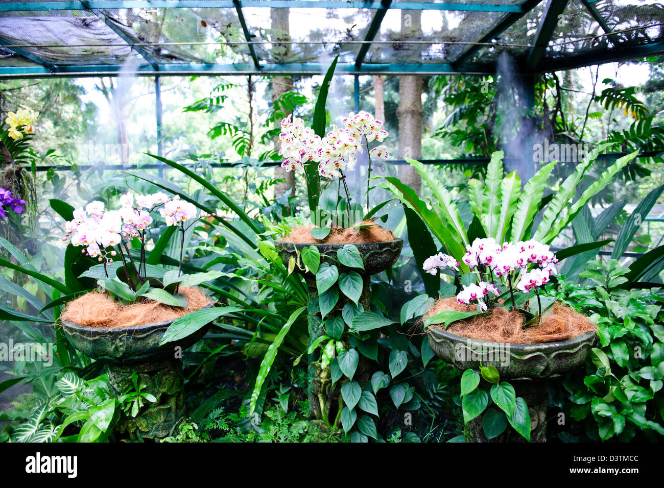 National Orchid Garden,Tan Hoon Siang Mist House,1,000 species and ...