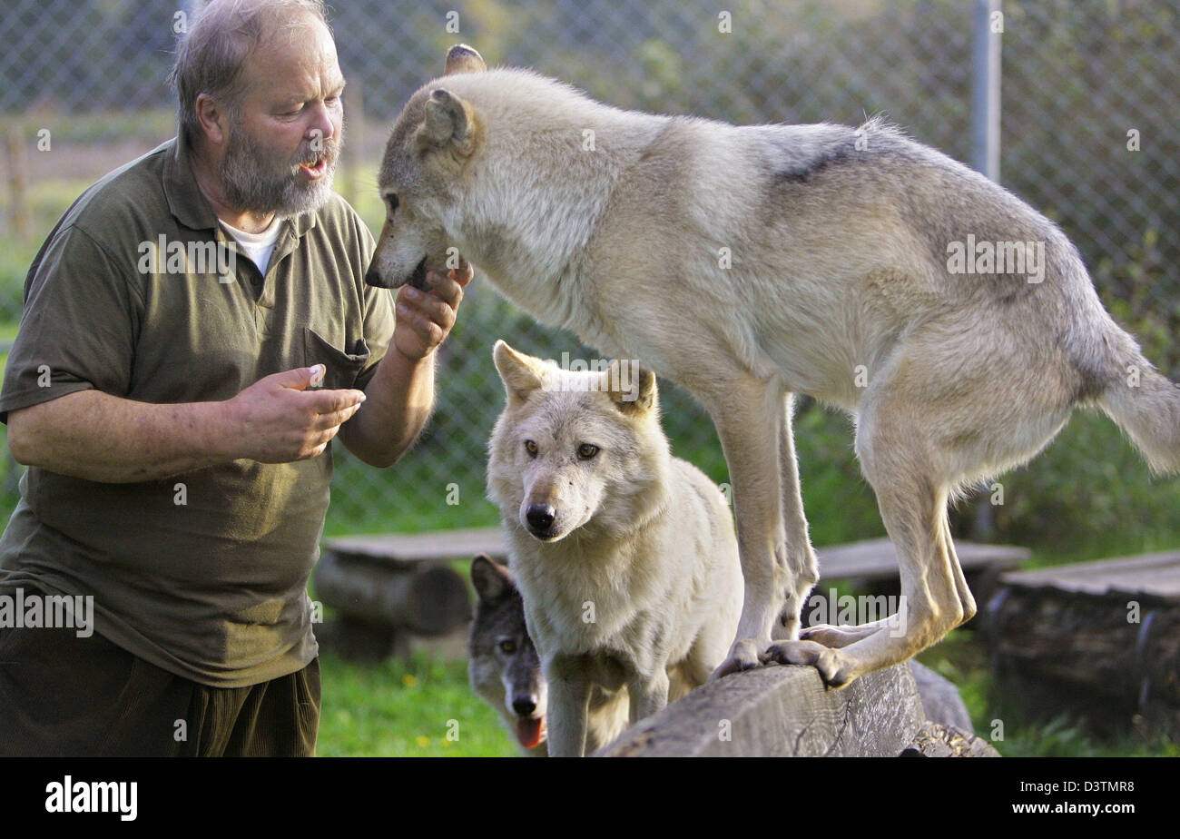 Veterinarian Dirk Neumann talks to one of his wolves in the animal park ...